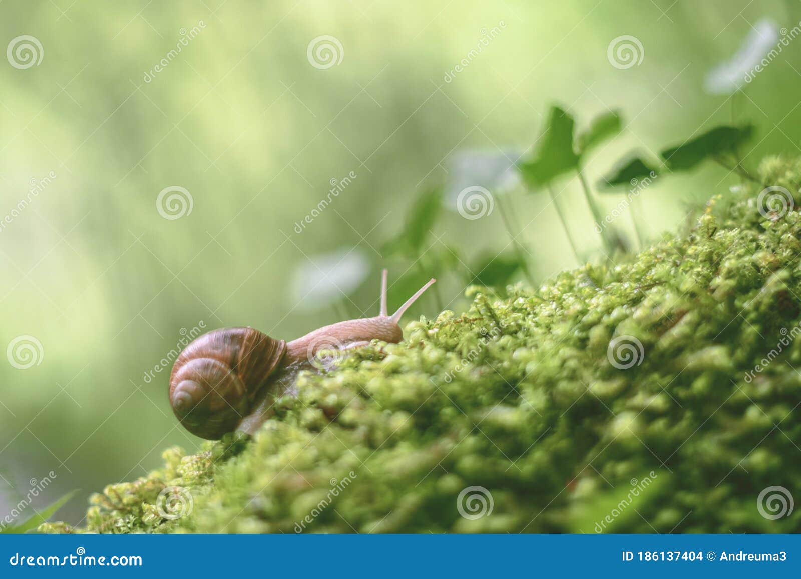 Snail on the Moss in the Forest Stock Photo - Image of nature, moss ...