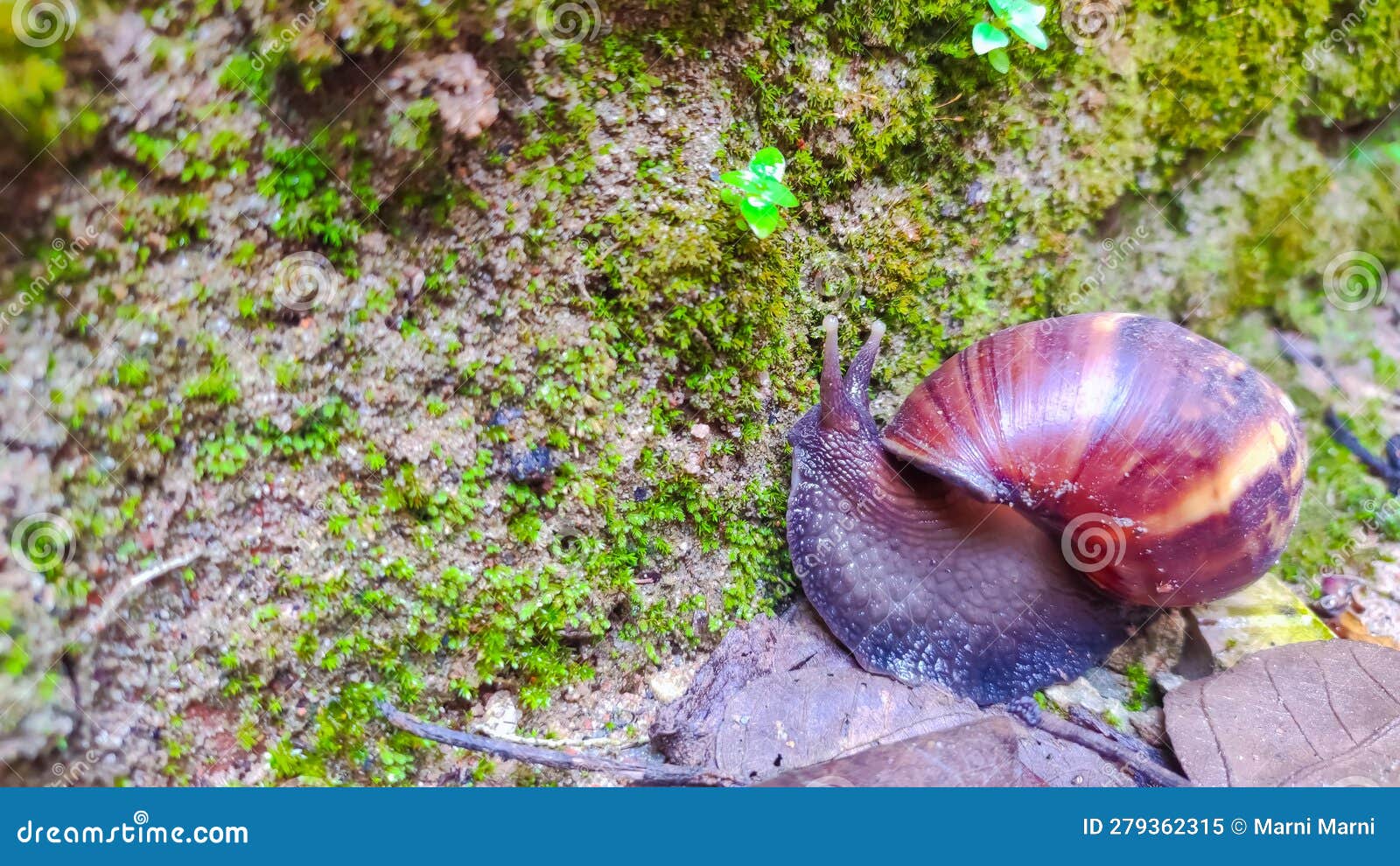 A Snail on the Mossy Ground Stock Image - Image of outdoors, nature ...