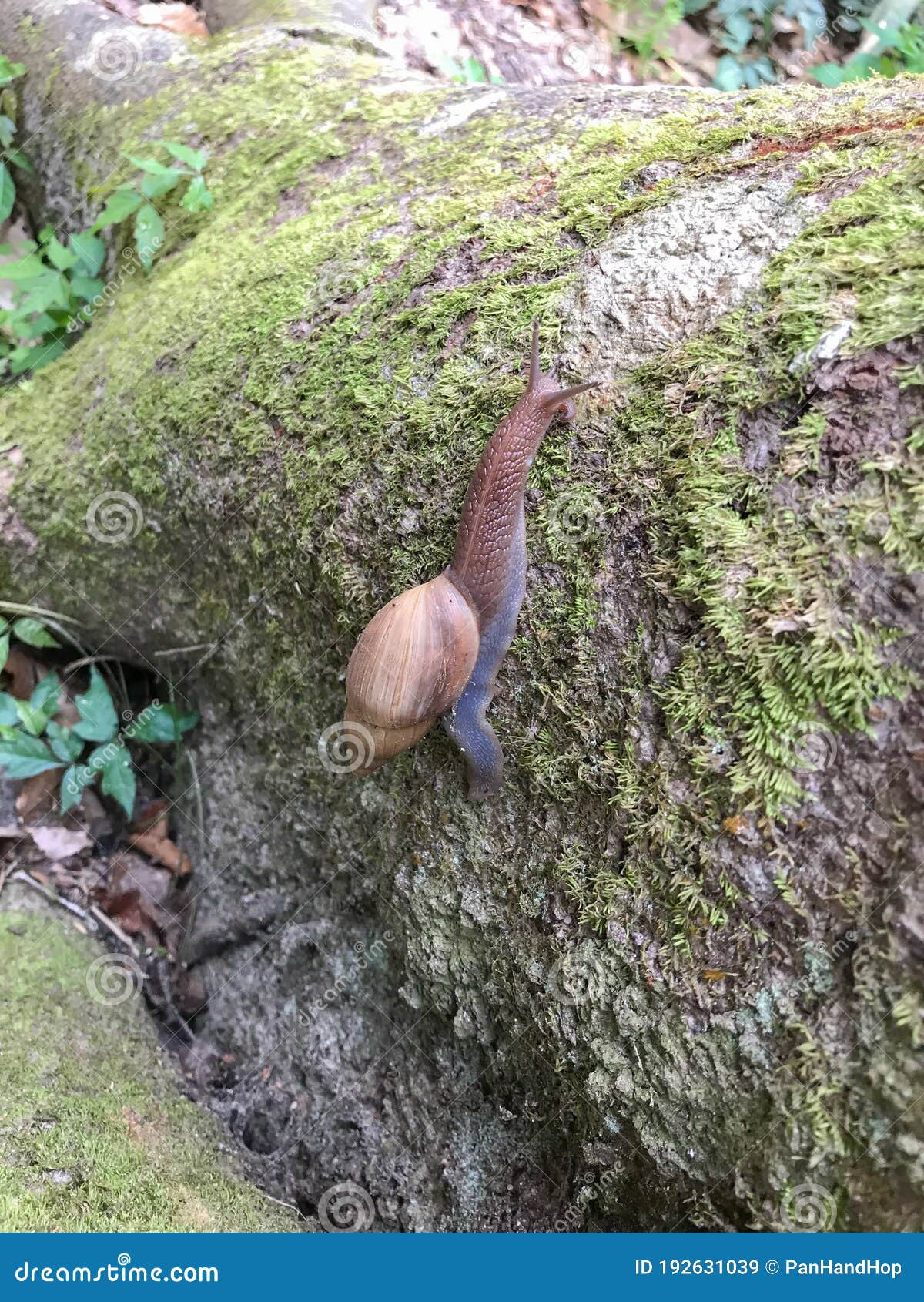Snail on a Mossy Log stock image. Image of mossy, wildlife - 192631039