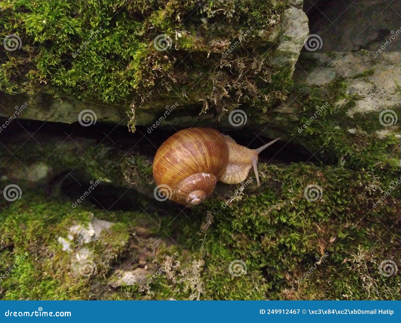 Snail on mossy stone photo stock image. Image of autumn - 249912467