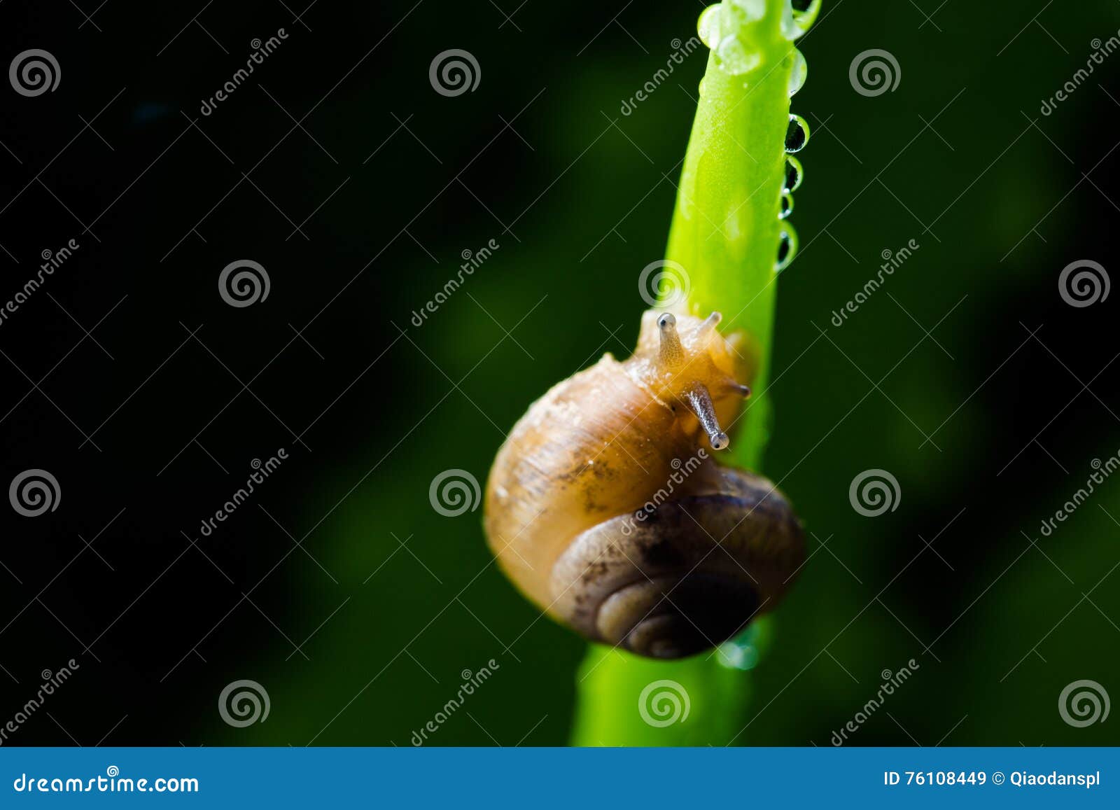 Snail stock image. Image of shells, snail, curious, slowly - 76108449