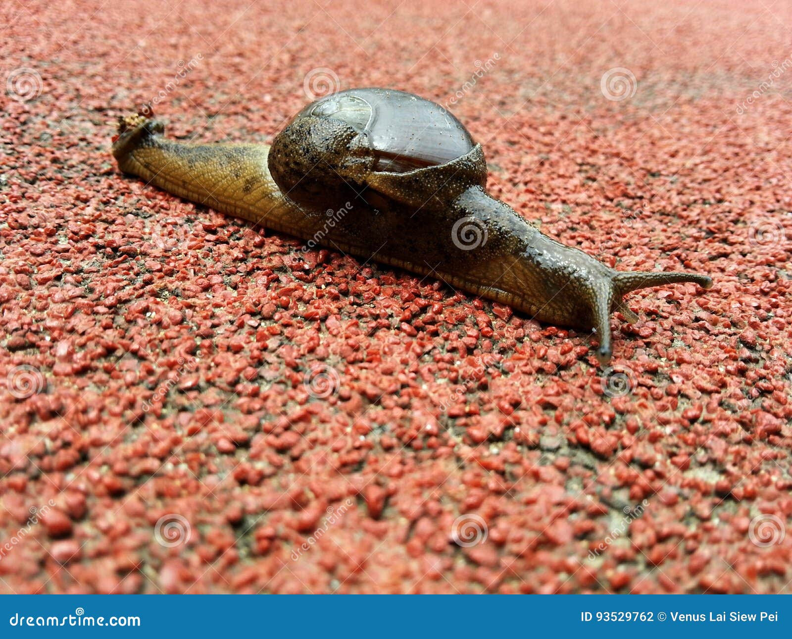 Snail stock photo. Image of spiral, gastropoda, whorl - 93529762