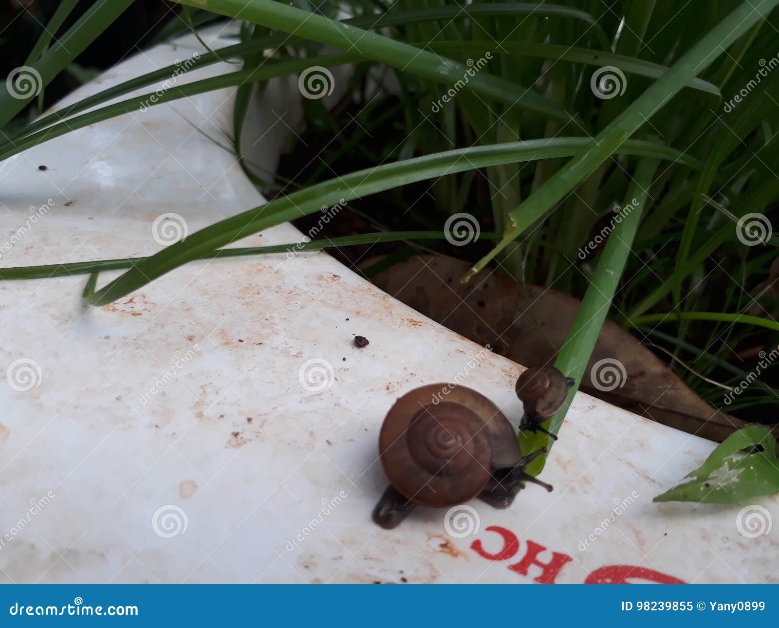 Snail mother stock image. Image of snail, baby, talk - 98239855
