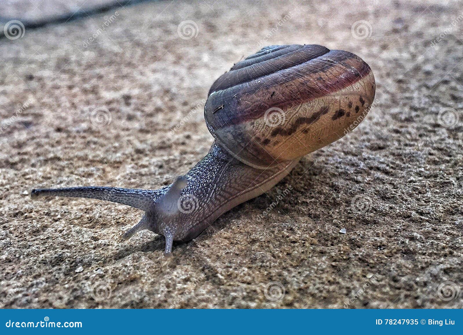 Snail in motion stock image. Image of nature, slow, resort - 78247935