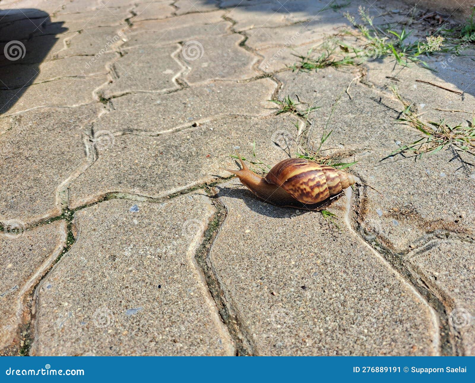 A Snail Move on the Footwalk. Stock Image - Image of move, footwalk ...