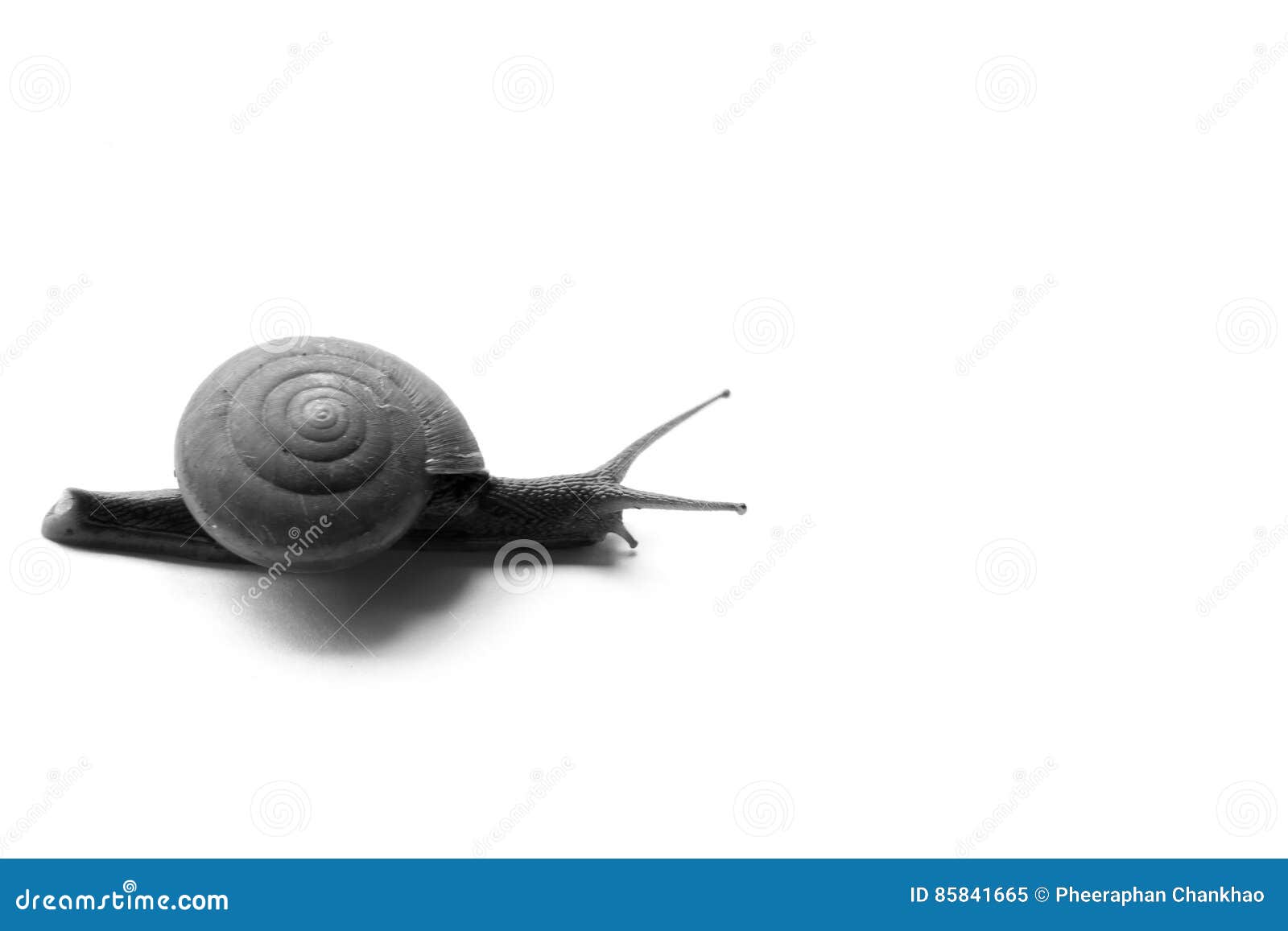 Snail Move Slowly on White Background Stock Image - Image of white ...