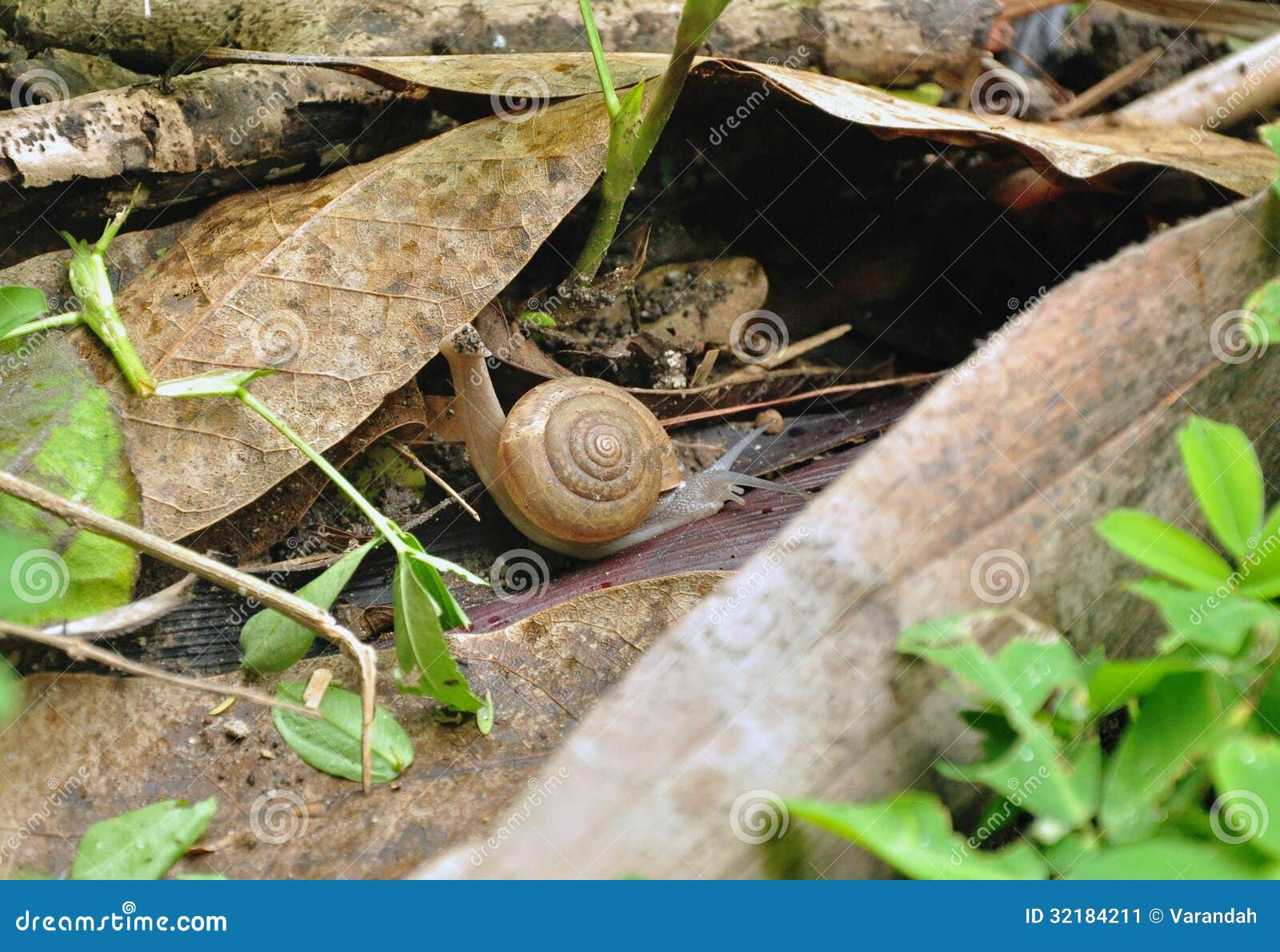 Snail Movement on the Bark of a Tree Stock Image - Image of snail ...