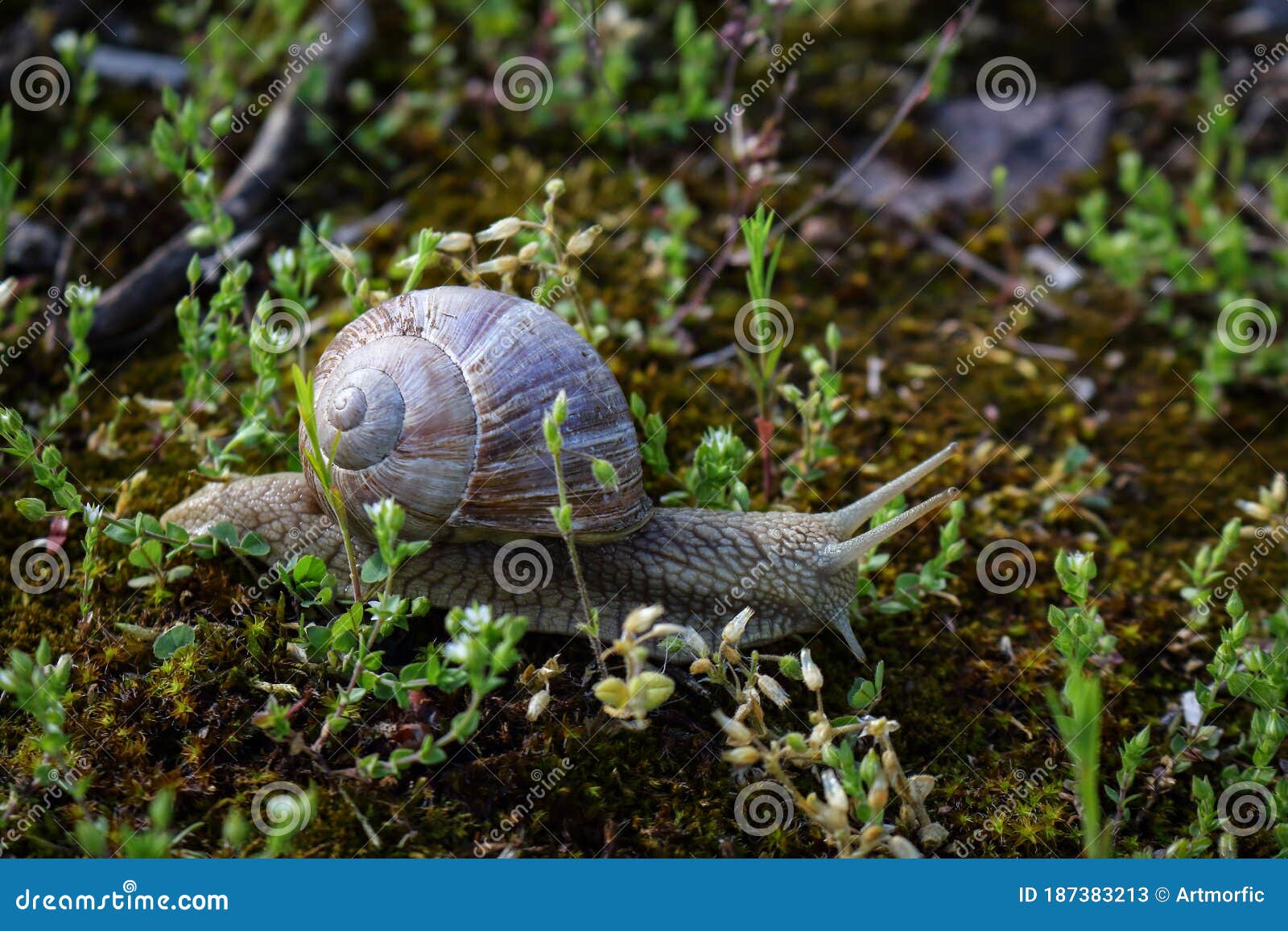Snail in Movement on Dry Ground with Moss and Tiny Grass Stock Image ...