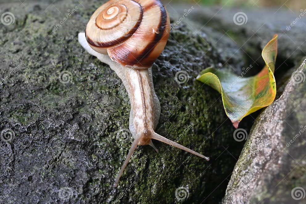 Snail movement. stock photo. Image of crawling, mollusk - 340270938