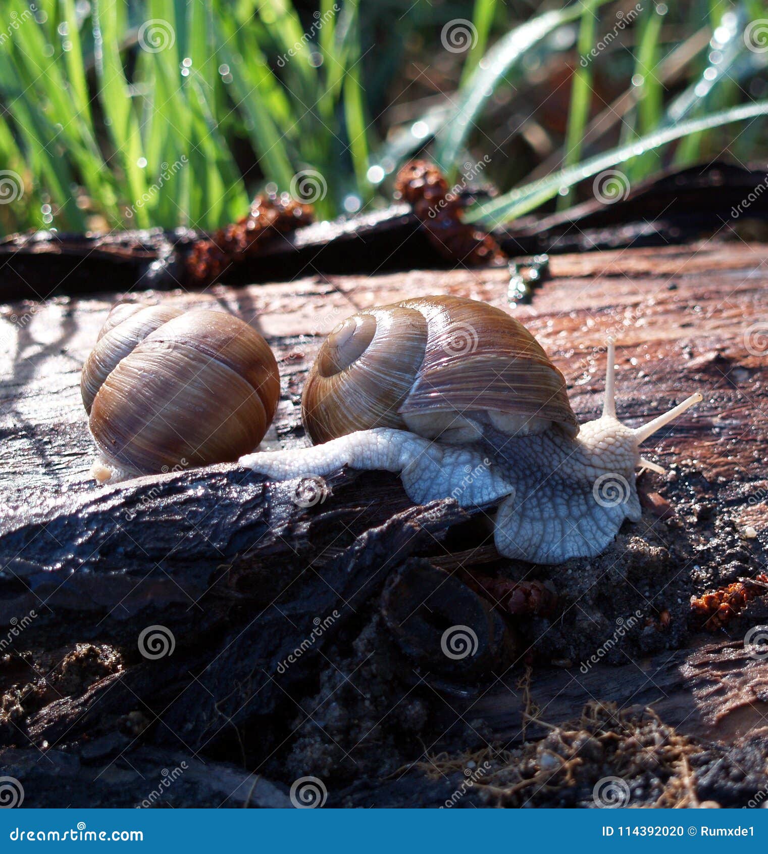 Snail Moves Extremely Gracefully Stock Photo - Image of full, fitness ...