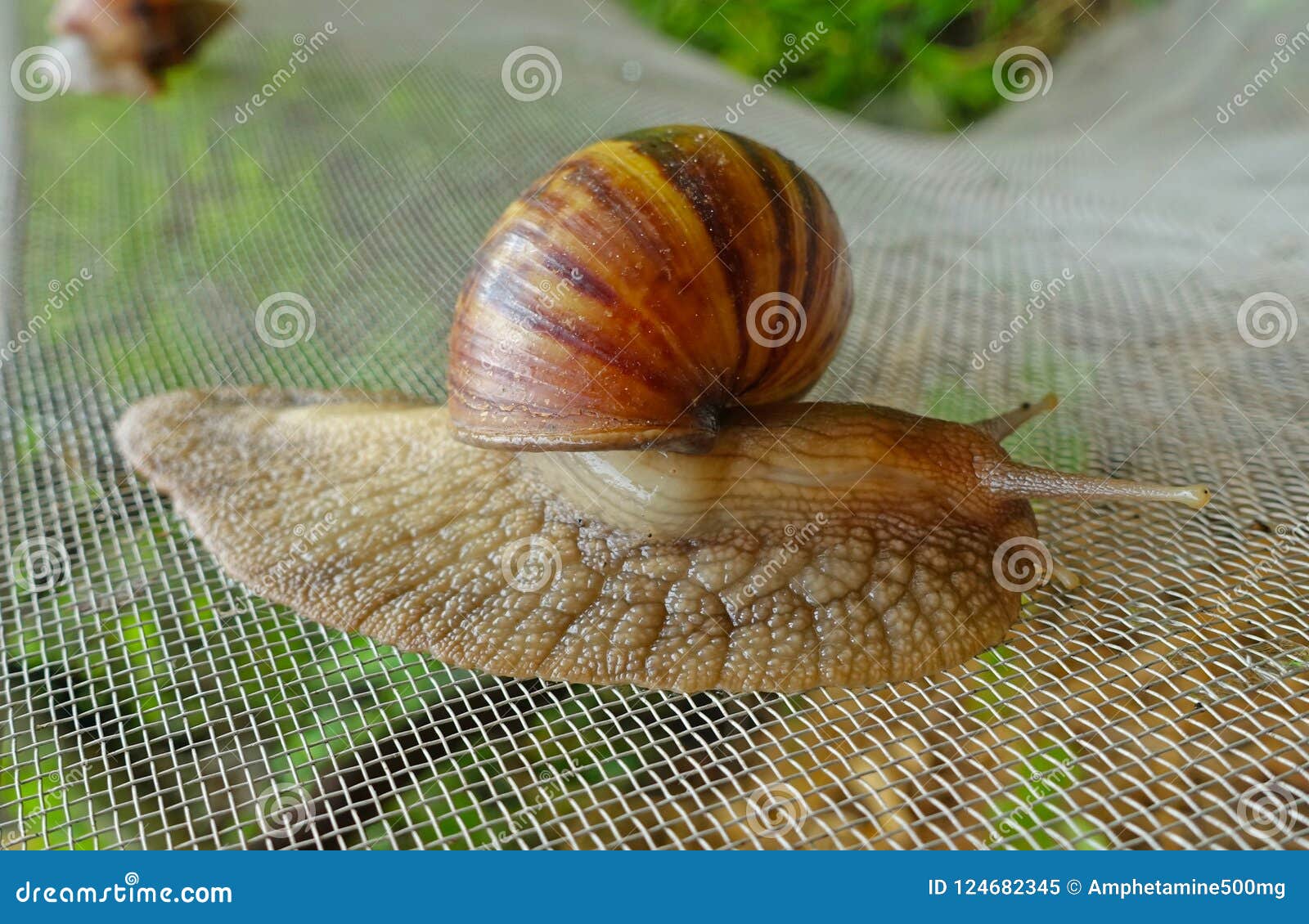 Snail stock image. Image of grate, animal, leaves, macro - 124682345