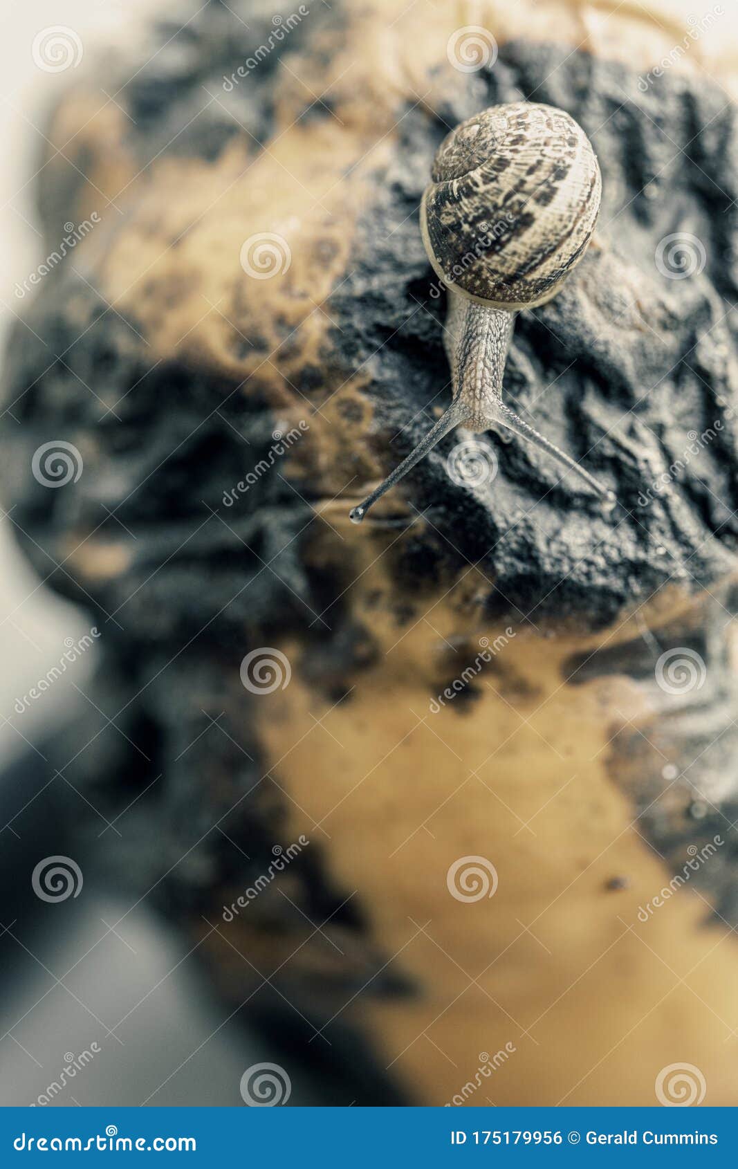 Snail Moving Across a Decaying Fruit Stock Photo - Image of courage ...