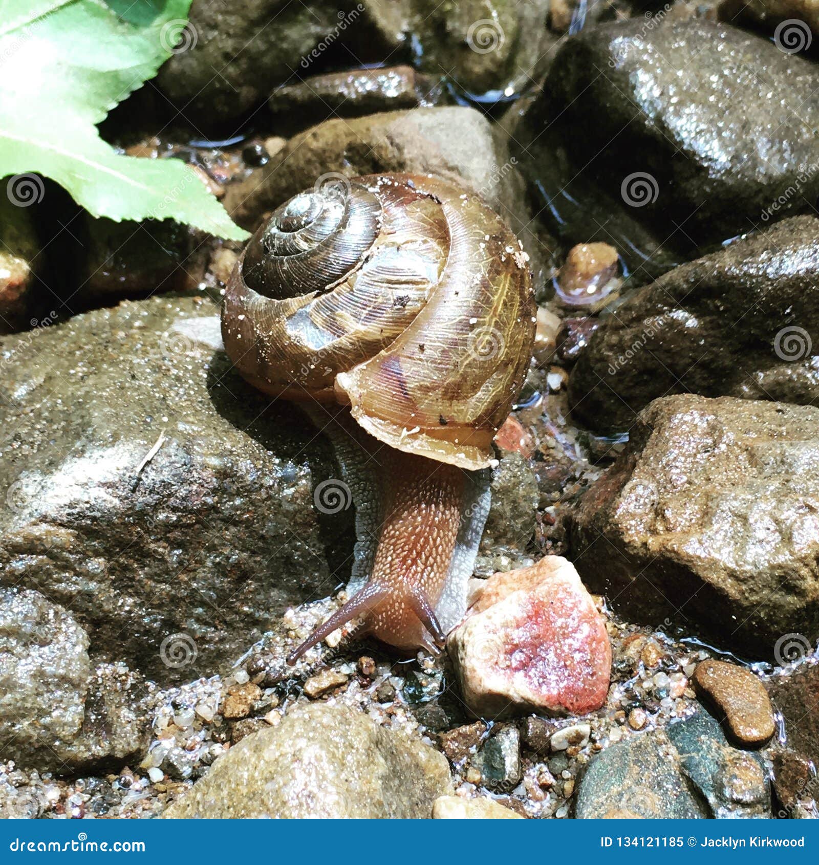 Gary?! stock image. Image of moving, gary, snail - 134121185