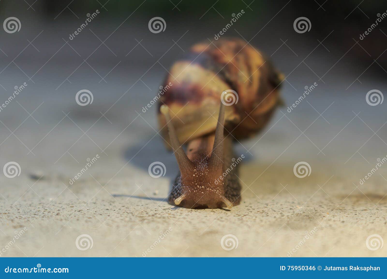 Snail moving awkwardly stock photo. Image of nature, animal - 75950346