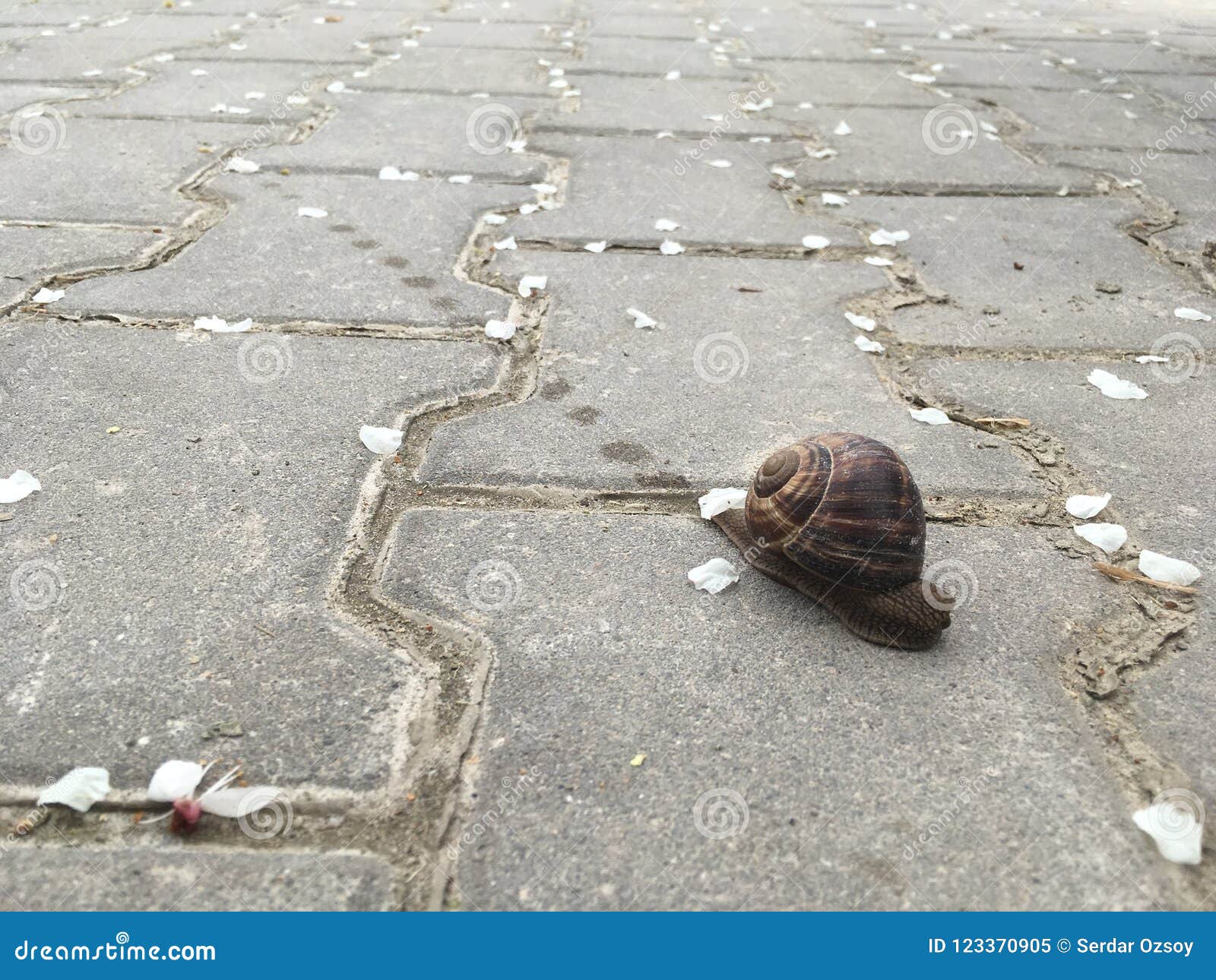 The snail`s trace. stock image. Image of leaving, wildlife - 123370905