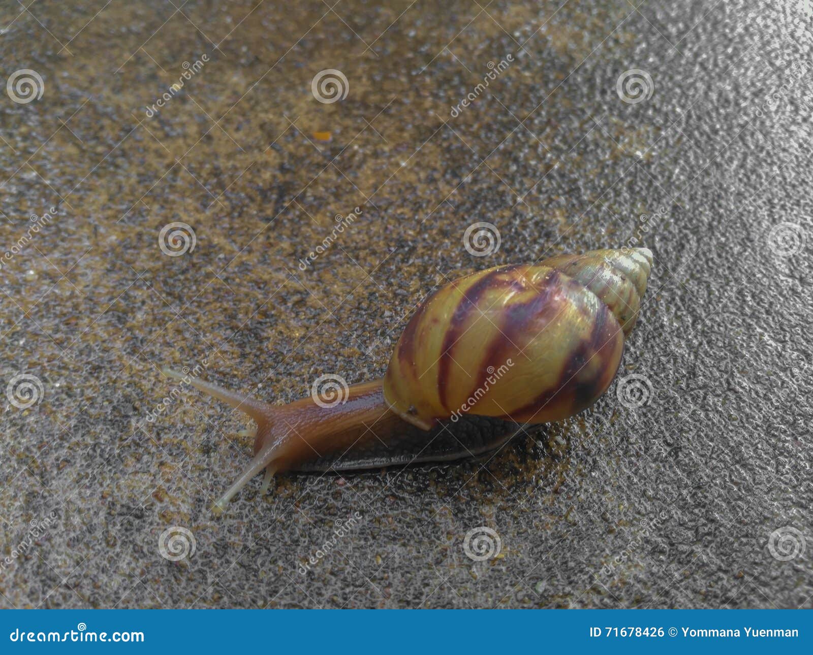 Snail moving stock photo. Image of nature, natural, moving - 71678426