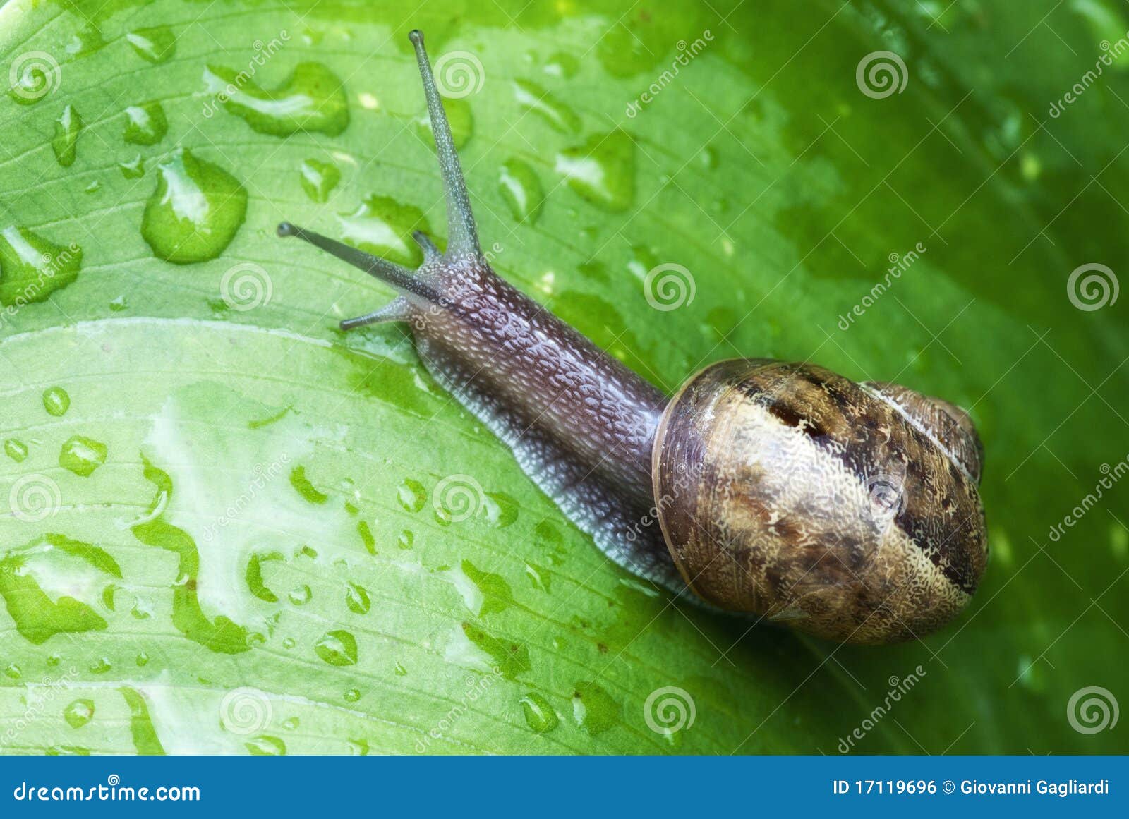Snail moving in a Garden stock photo. Image of gardening - 17119696