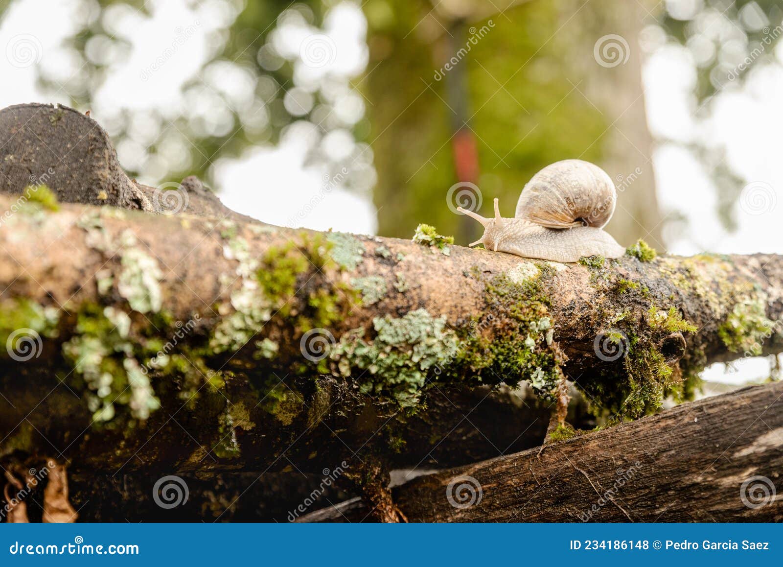 Snail on Mossy Log in the Forest Stock Photo - Image of nature, people ...