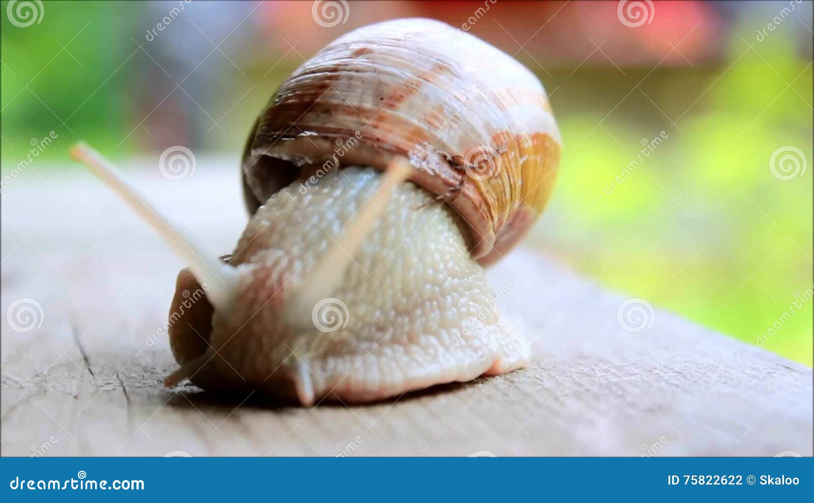 Snail Moving in Slow Motion Stock Footage - Video of motion, plank ...