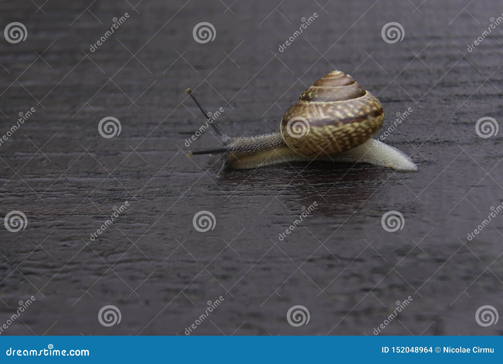 3,062 Slow Moving Snail Photos - Free & Royalty-Free Stock Photos from ...