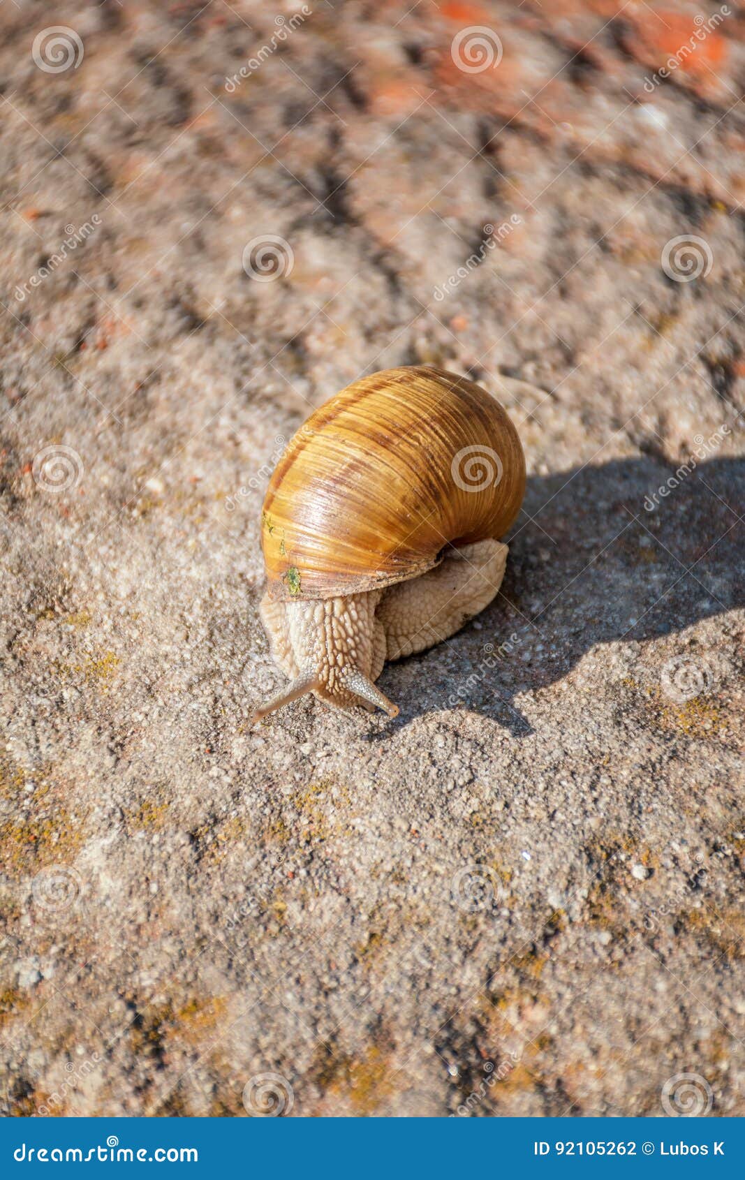 Snail Moving Slowly on the Roc Stock Photo - Image of adorable, moving ...