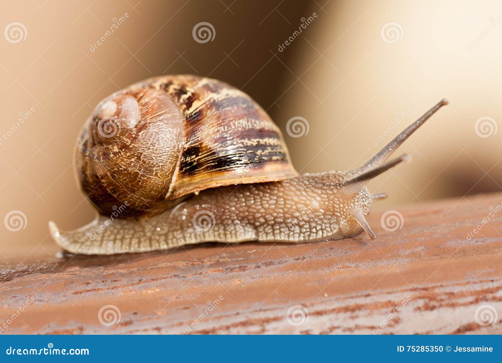 Snail moving slowly stock photo. Image of wildlife, move - 75285350