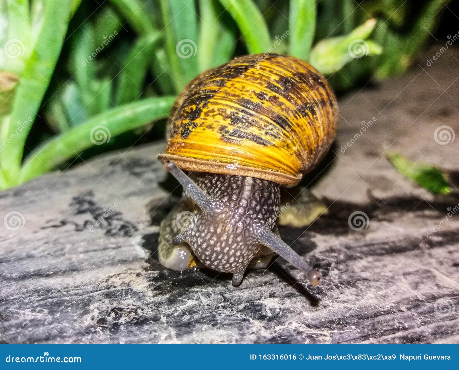 Snail Moving Slowly on the Surface of a Bench. Macro. Nature Close-up ...