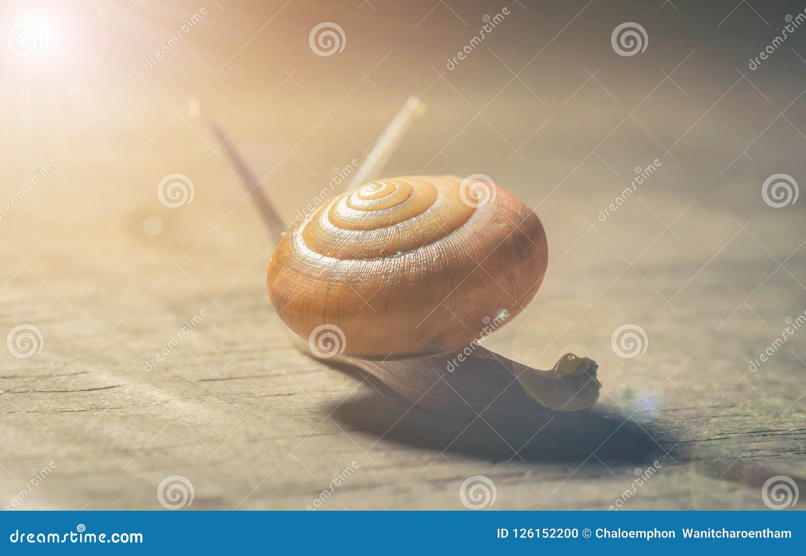 The Snail is Moving Slowly Towards the Destination. Stock Photo - Image ...