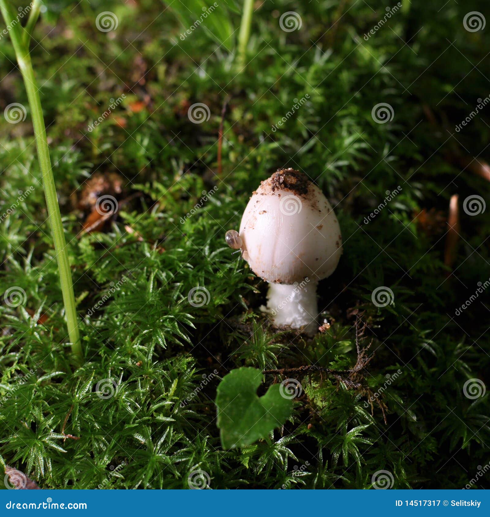 Snail on mushroom stock image. Image of mushroom, leaf - 14517317