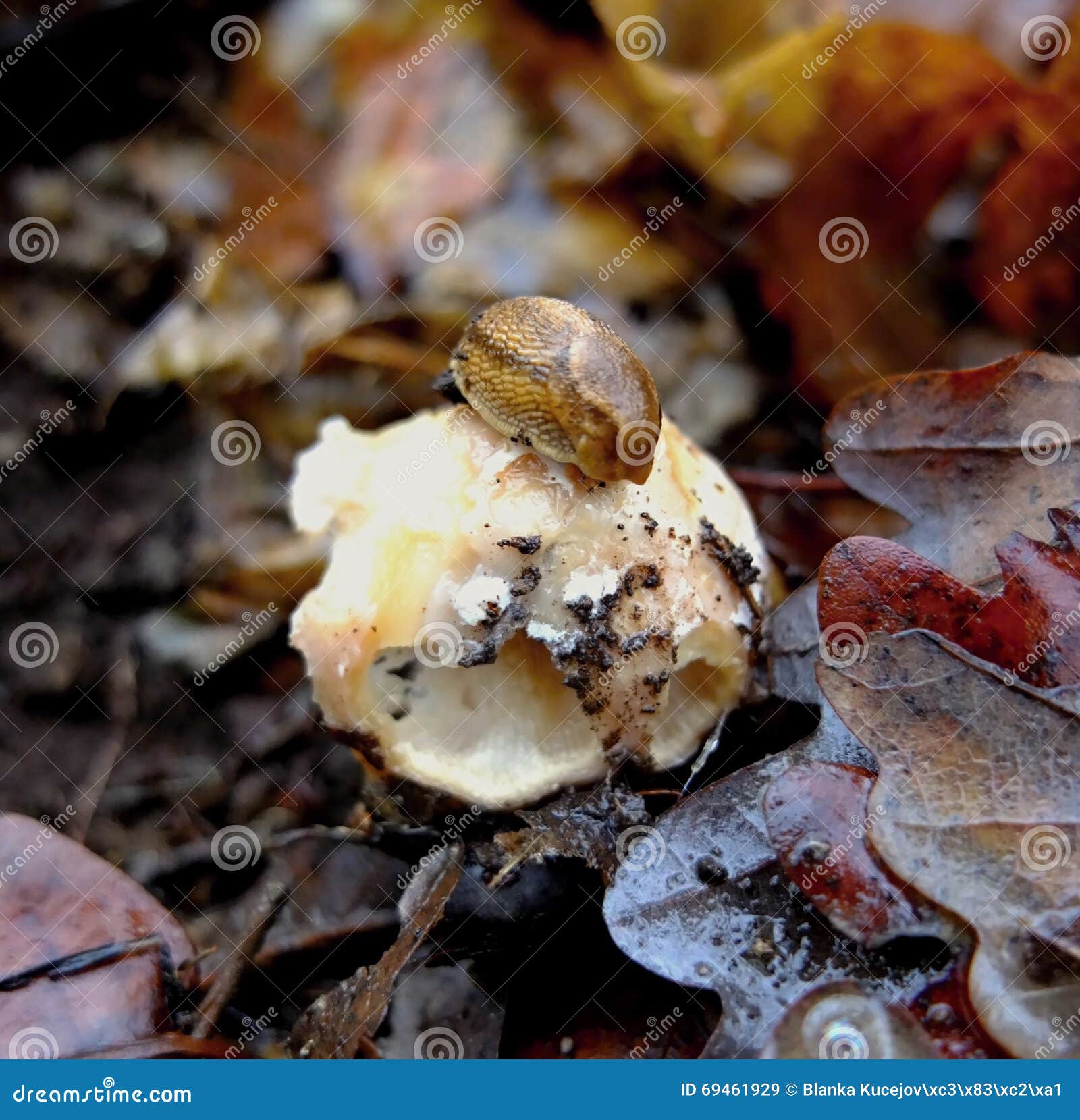 Snail on Mushroom in Autumn Stock Image - Image of mushroom, flora ...