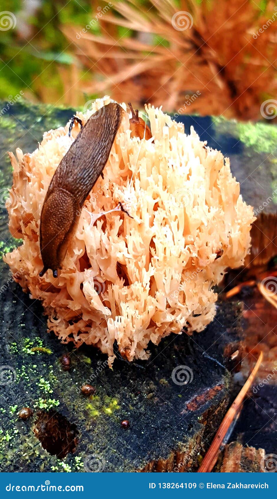 Snail on the mushroom stock image. Image of macro, mushroom - 138264109