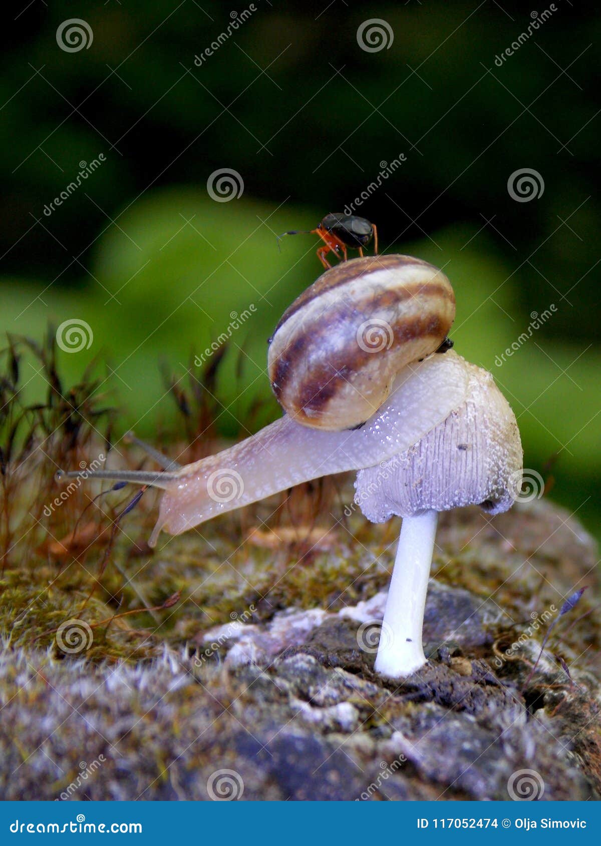Snail on mushrooms stock photo. Image of plant, animal - 117052474
