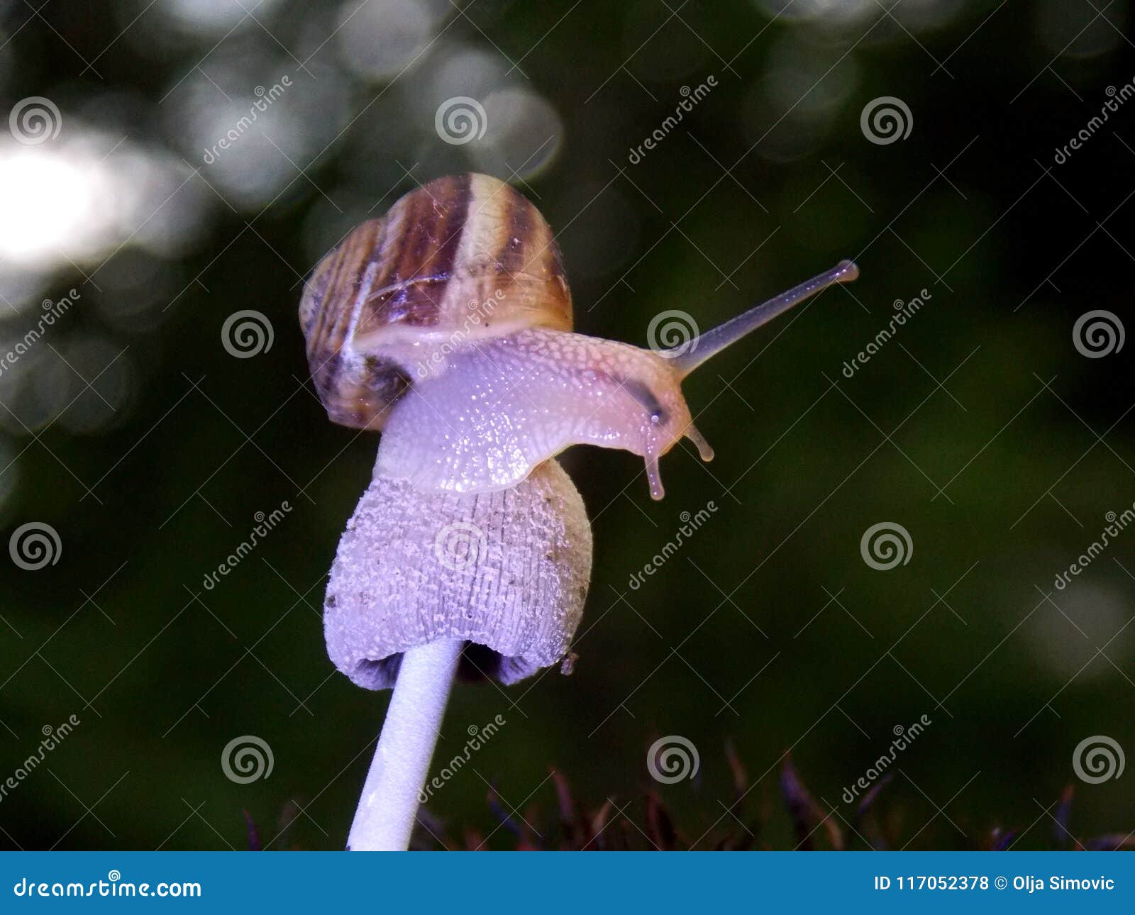 Snail on mushrooms stock photo. Image of animal, macro - 117052378