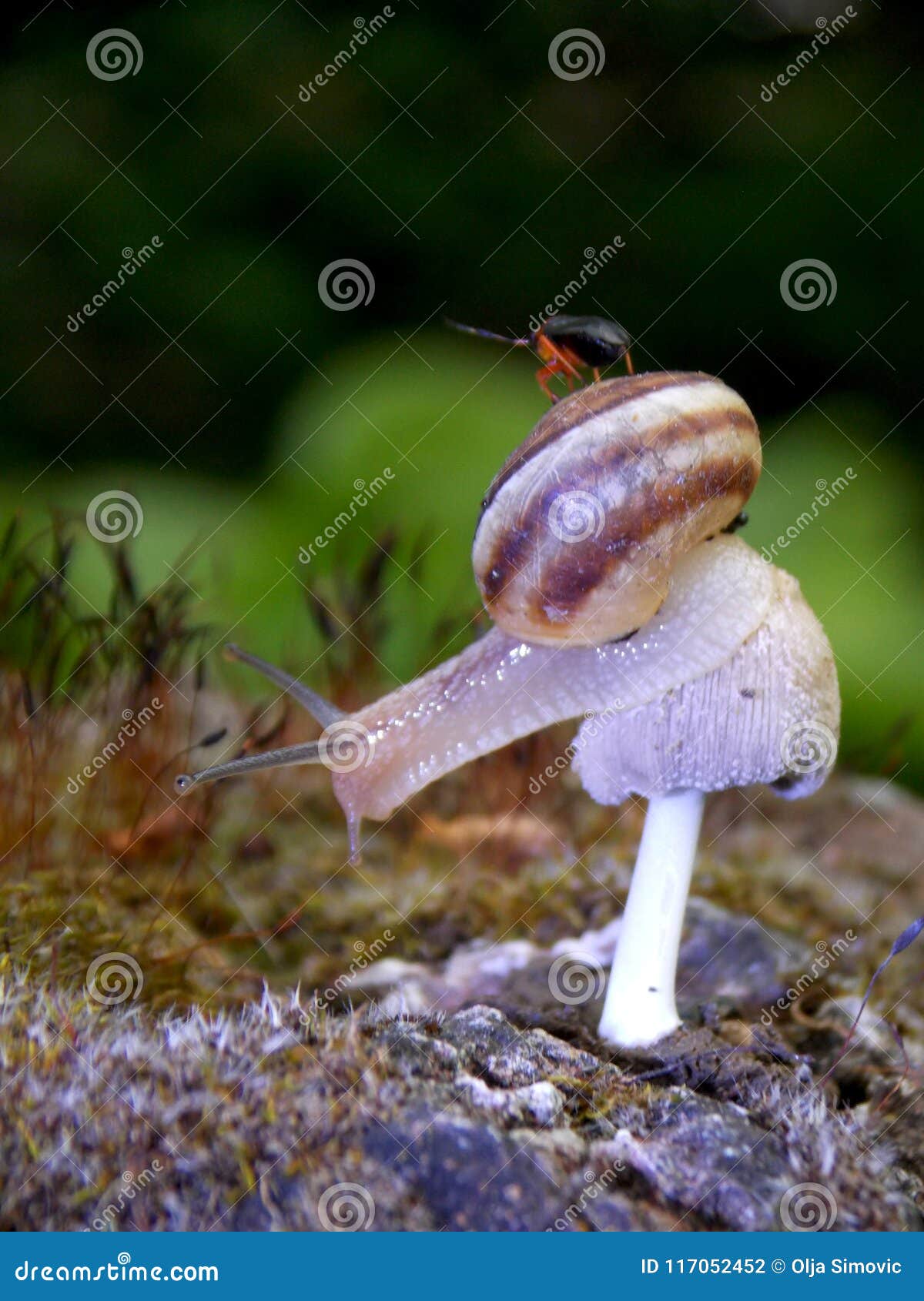 Snail on mushrooms stock photo. Image of snail, small - 117052452