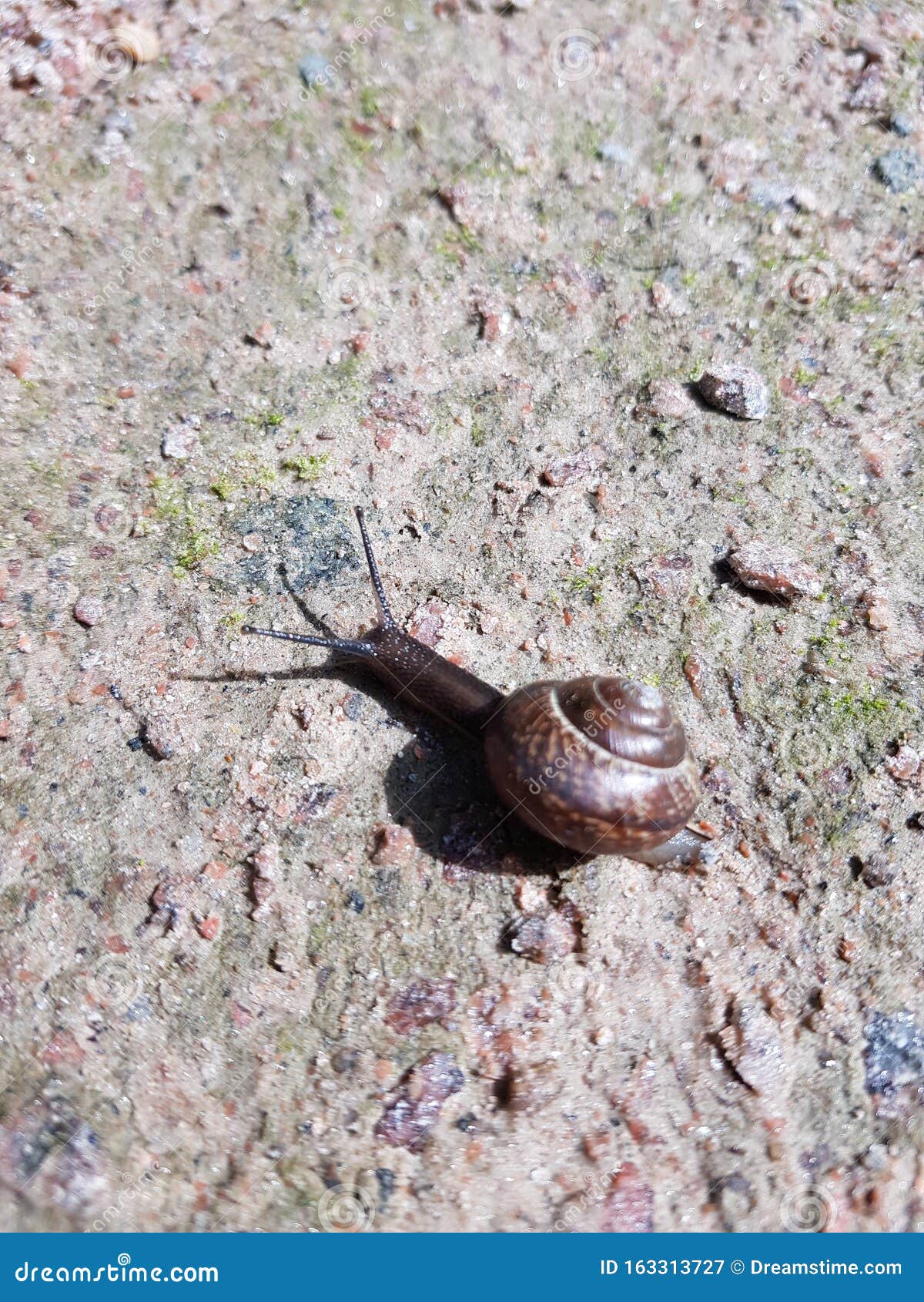 Snail stock image. Image of escargot, wildlife, narure - 163313727