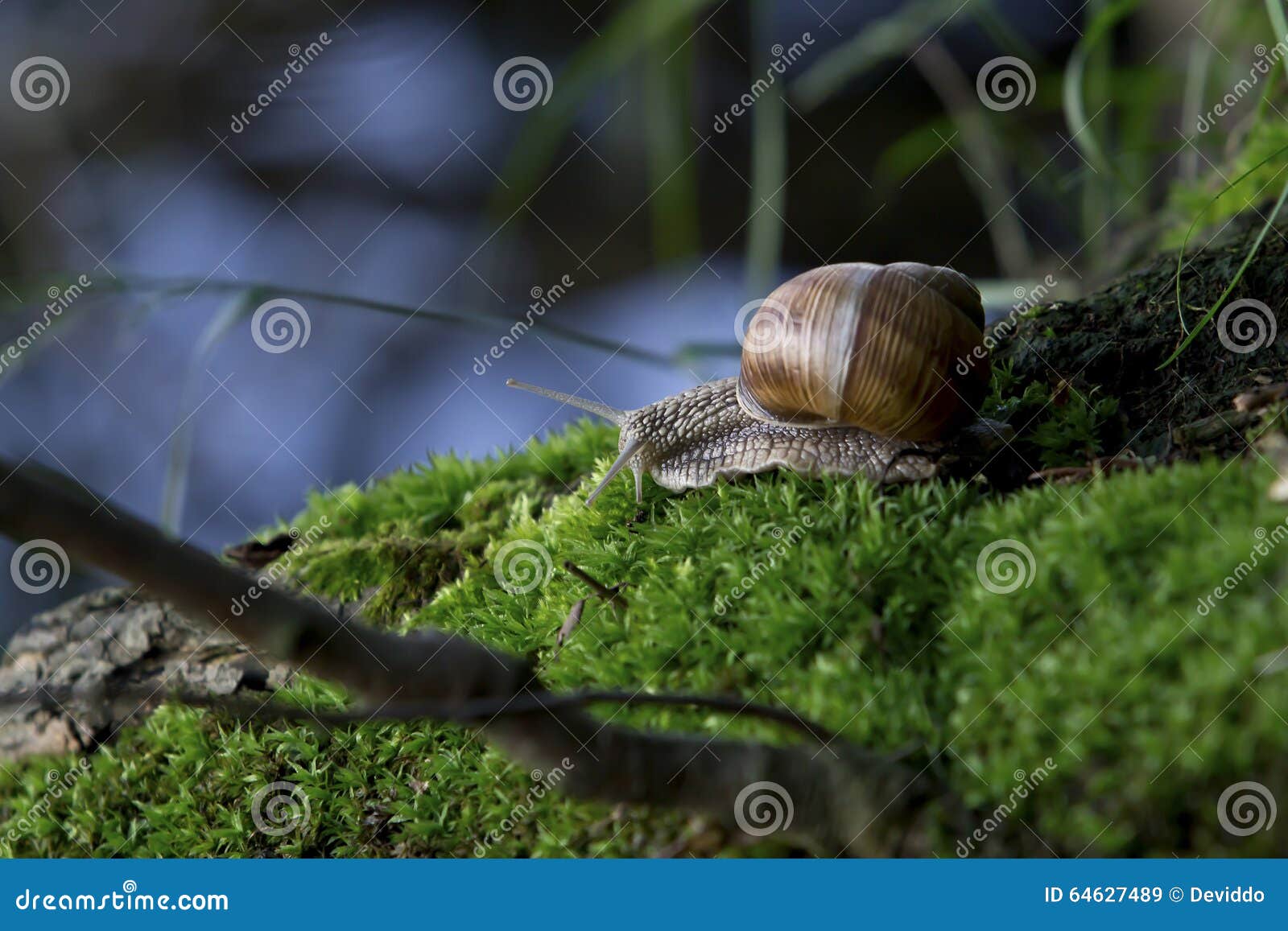 Snail in the Natural Environment Stock Image - Image of nature ...