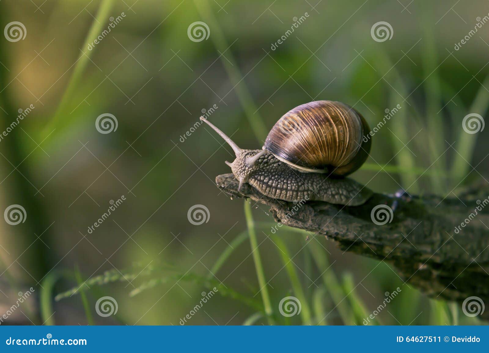 Snail in the Natural Environment Stock Image - Image of molluscs ...