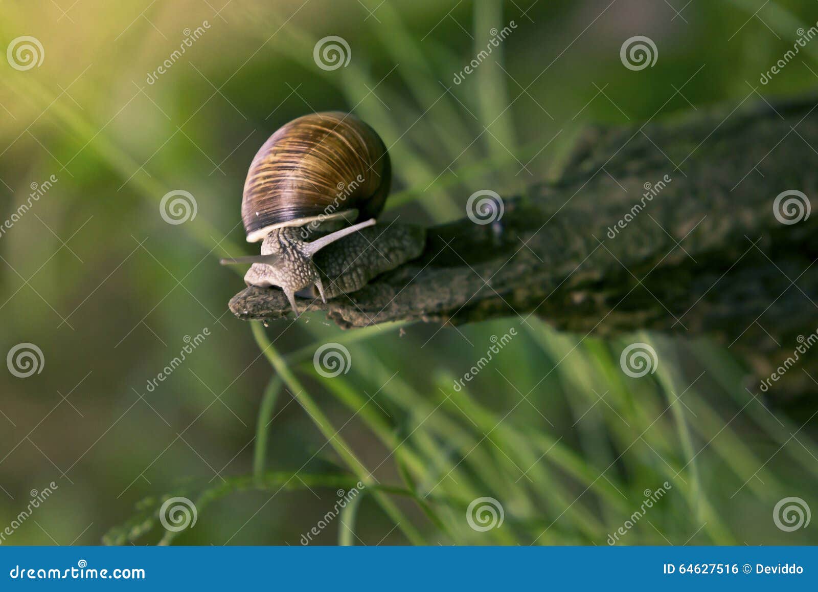 Snail in the Natural Environment Stock Photo - Image of invertebrate ...