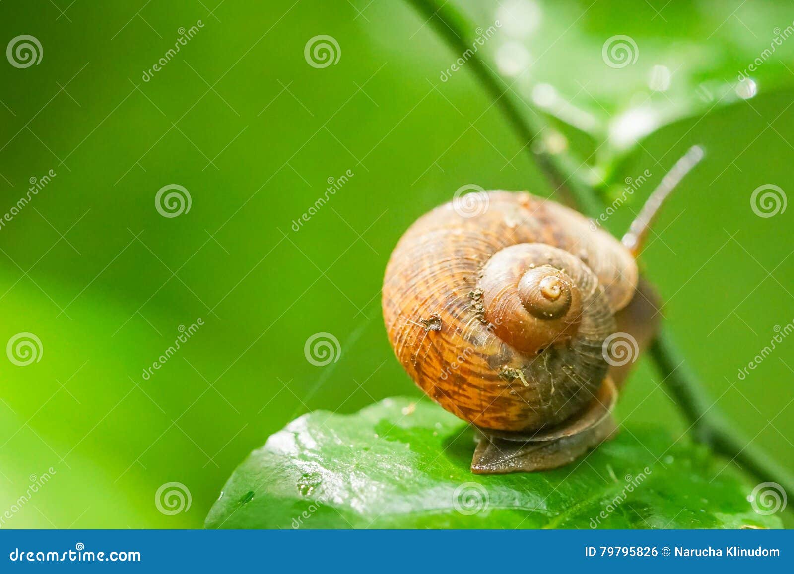Snail stock photo. Image of cold, nature, tree, blood - 79795826