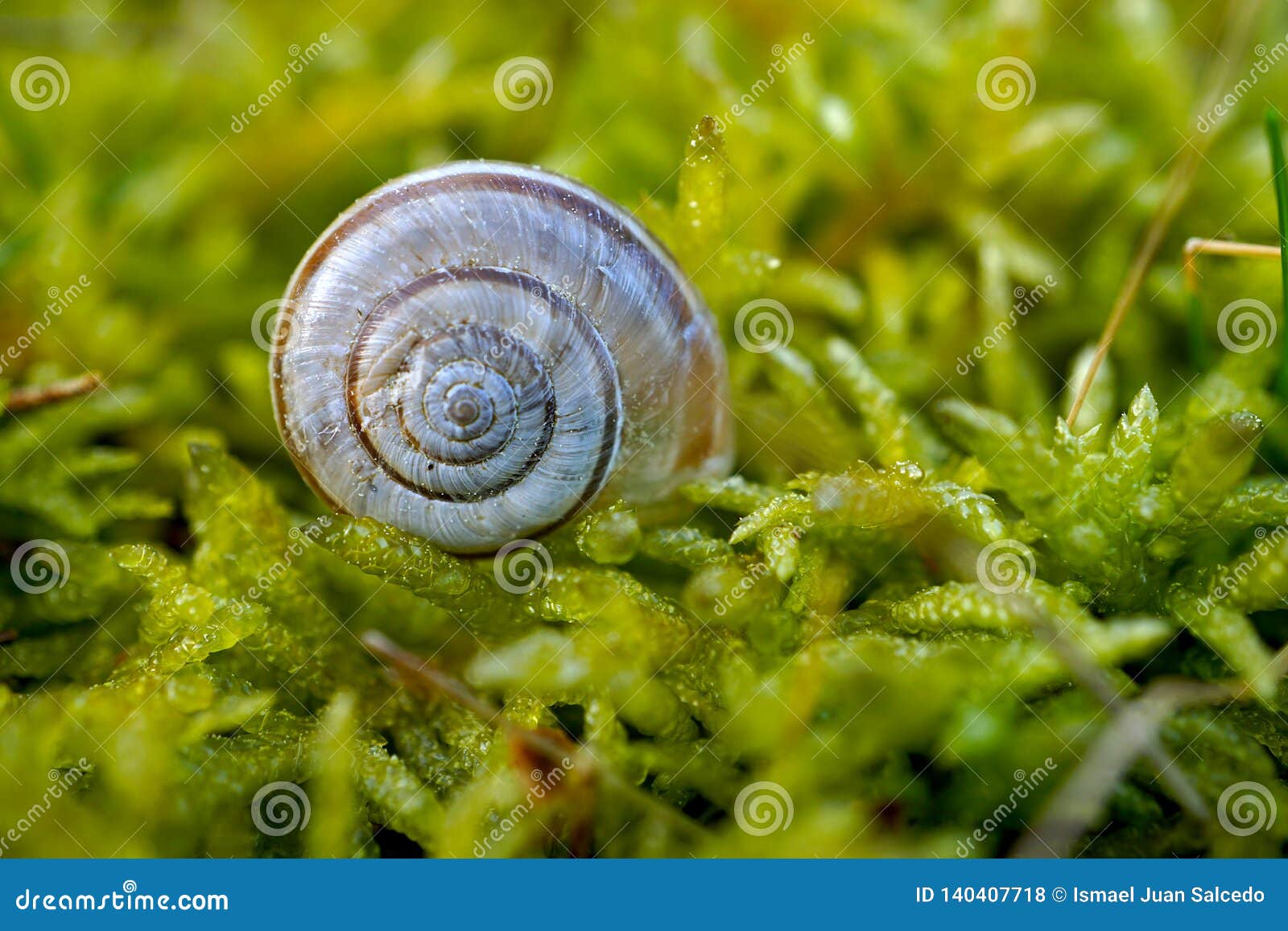 Snail in the nature stock photo. Image of animal, plant - 140407718