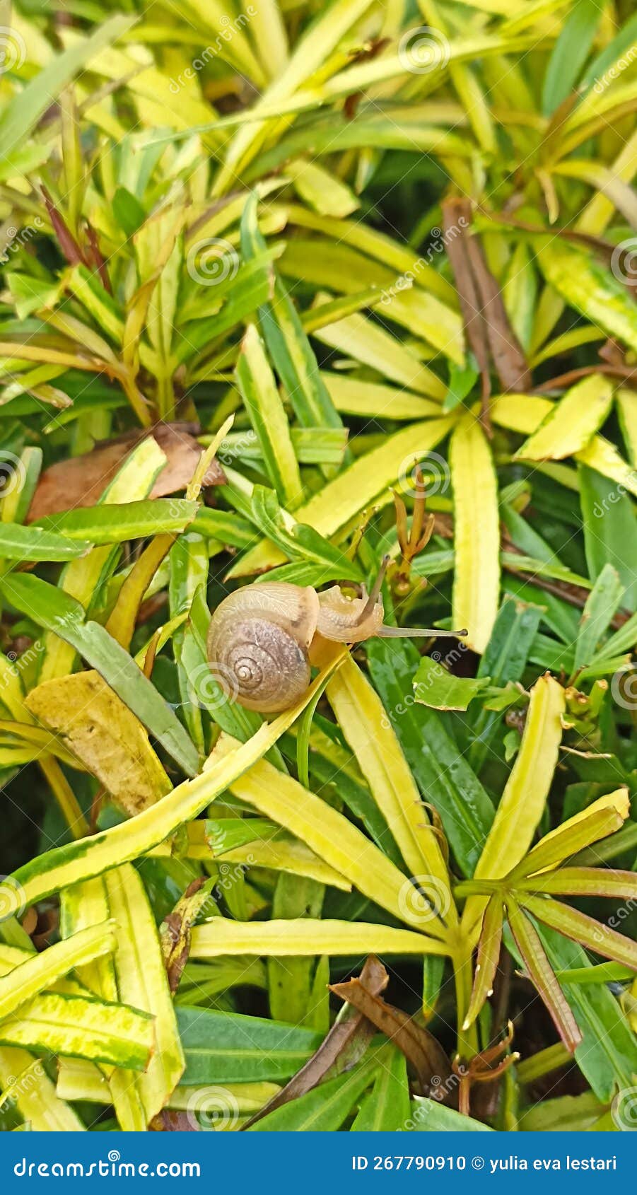 A Kind Of Snail Without Shell Is Slowly Moving Towards The Tender ...