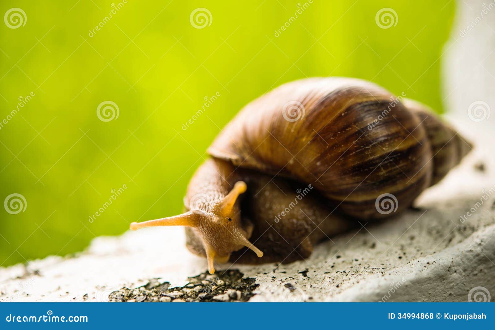 Snail stock photo. Image of farm, organic, wildlife, snails - 34994868