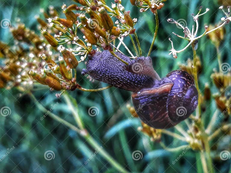 Snail stock image. Image of outdoor, black, park, snail - 120640789