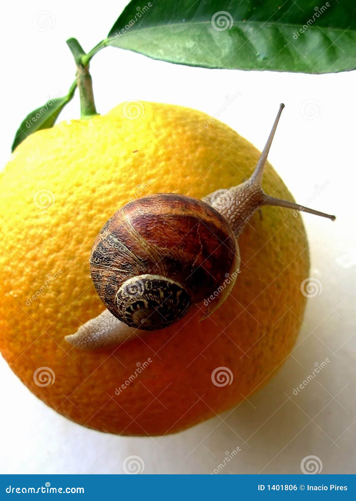 Snail And Orange Picture. Image: 1401806