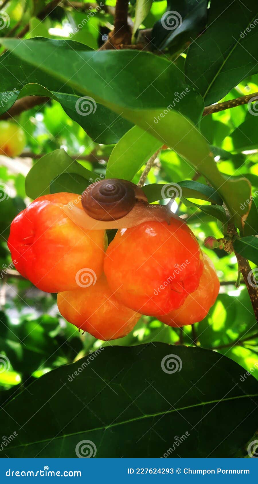 Snail on an Orange Acerola Cherry Stock Image - Image of nature, leaf ...