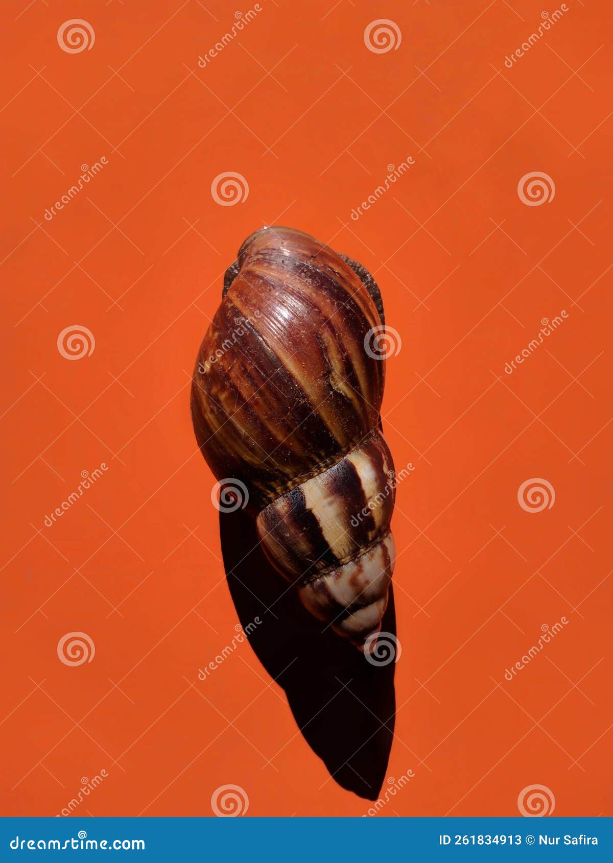 A Snail on an Orange Bacground Stock Image - Image of unique, shell ...