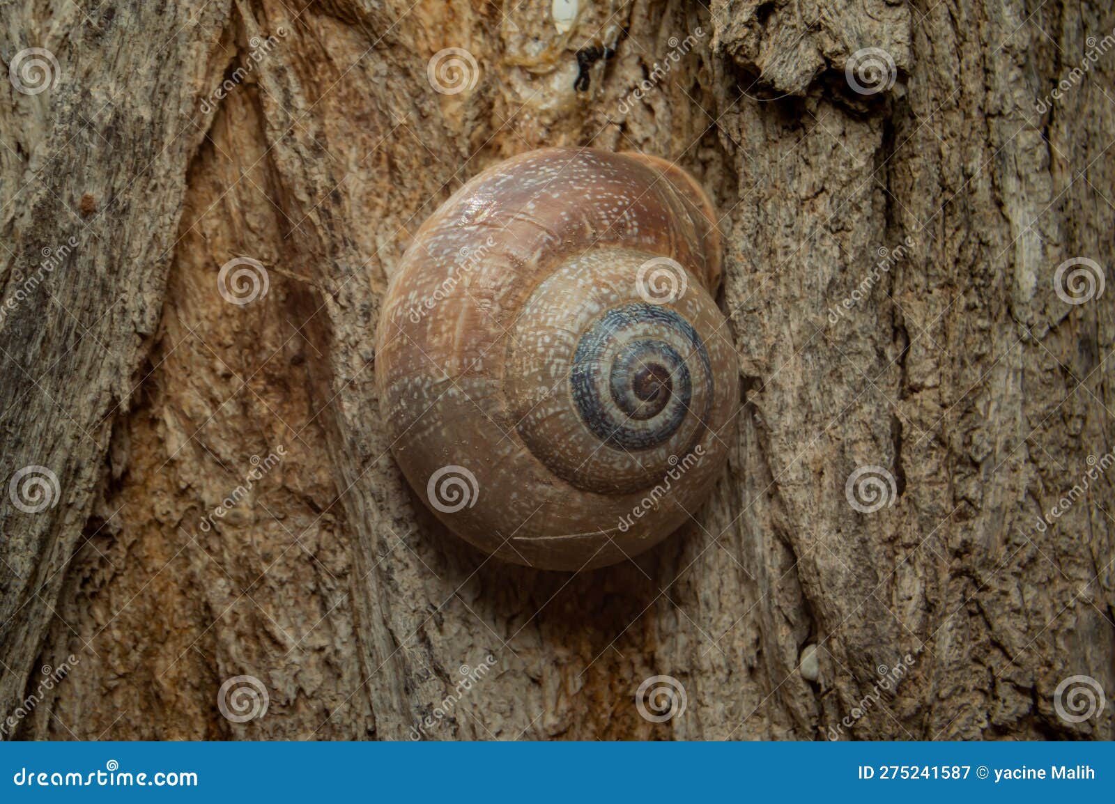 Otala Punctata Stock Photos - Free & Royalty-Free Stock Photos from ...