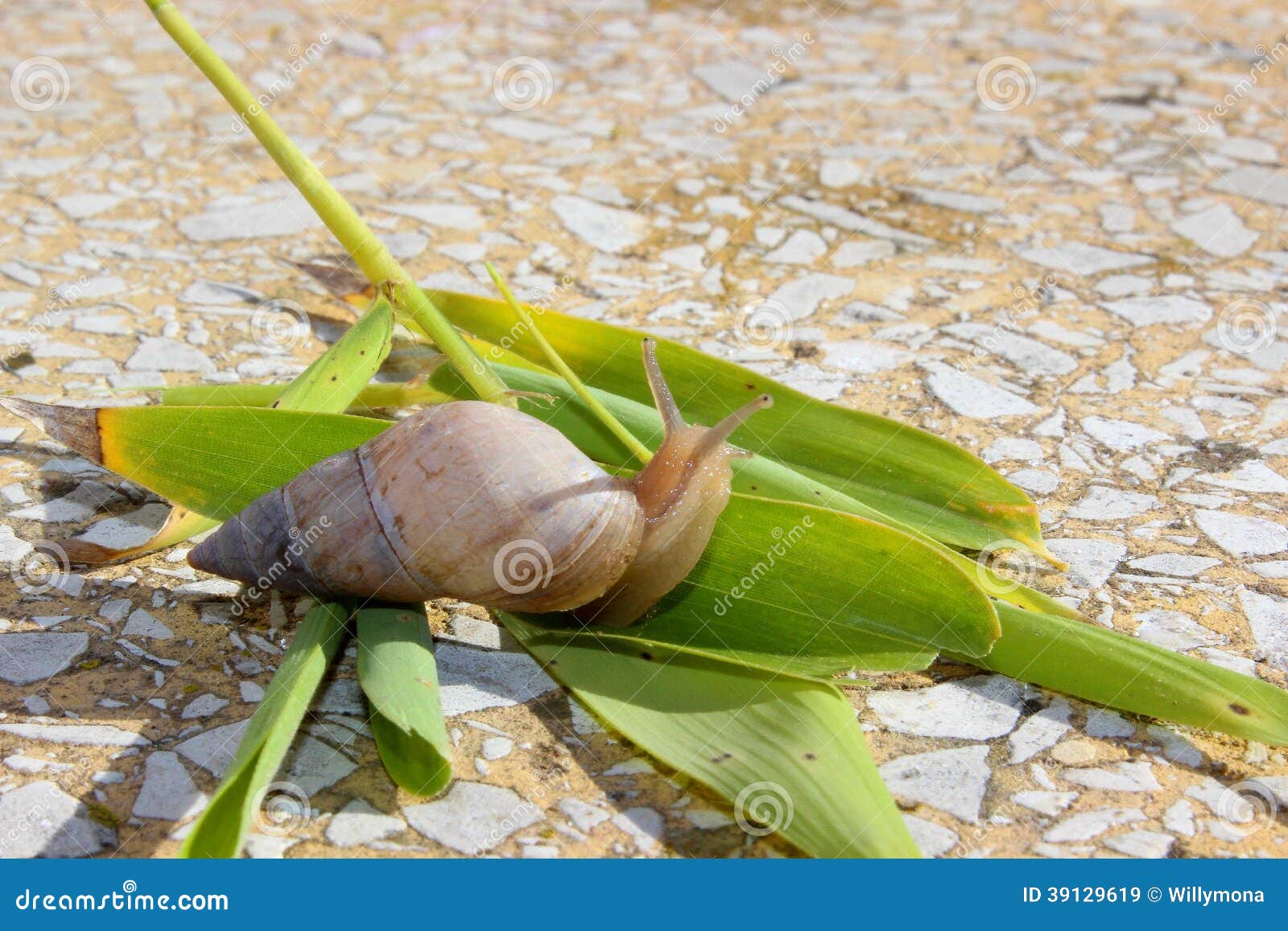 Snail stock image. Image of slug, aerial, triangular - 39129619