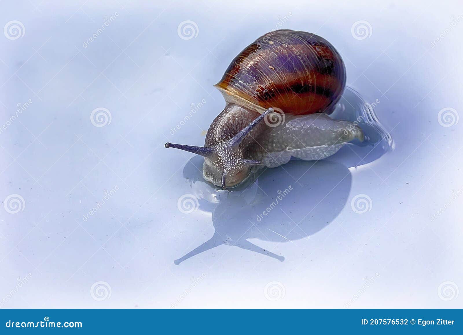 Snail Reflection on a Wet Surface Stock Photo - Image of invasive ...