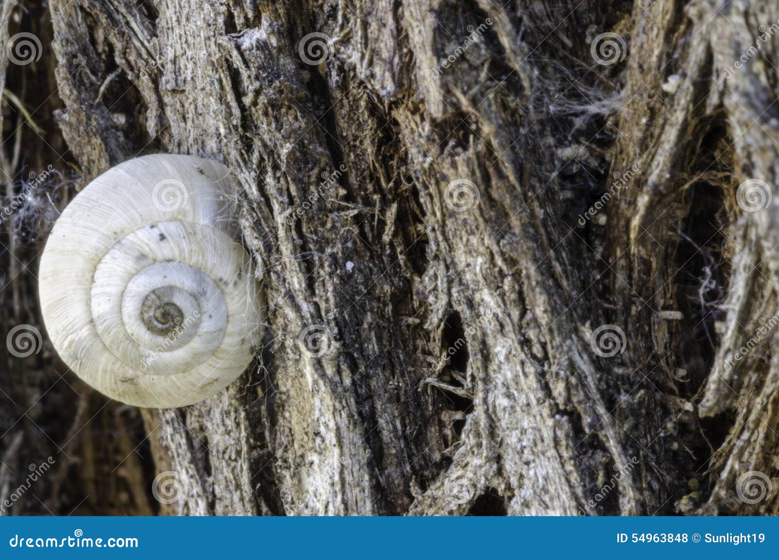 Elaeagnus Angustifolia Bark Tree Paradise Stock Photos - Free & Royalty ...